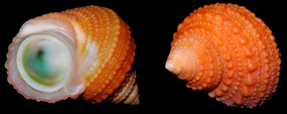 Turbo castanea Gmelin, 1791 Chestnut Turban